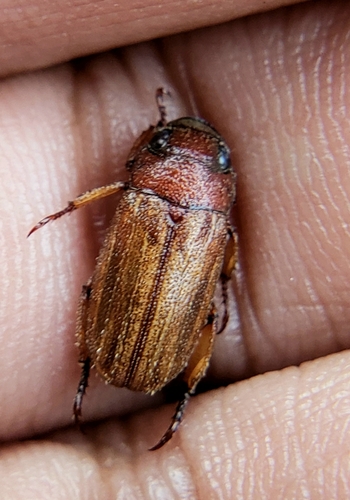 Adoretus testaceus · iNaturalist