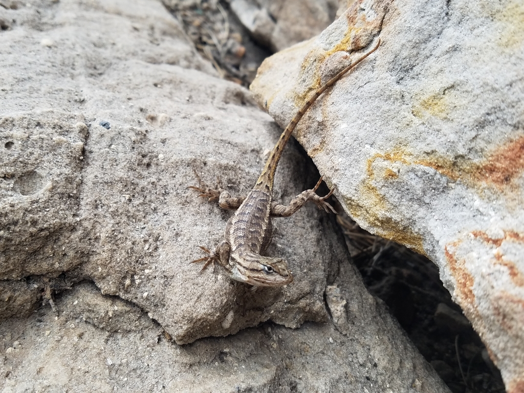 Plateau Fence Lizard from Durango, CO 81301, USA on July 6, 2018 at 06: ...
