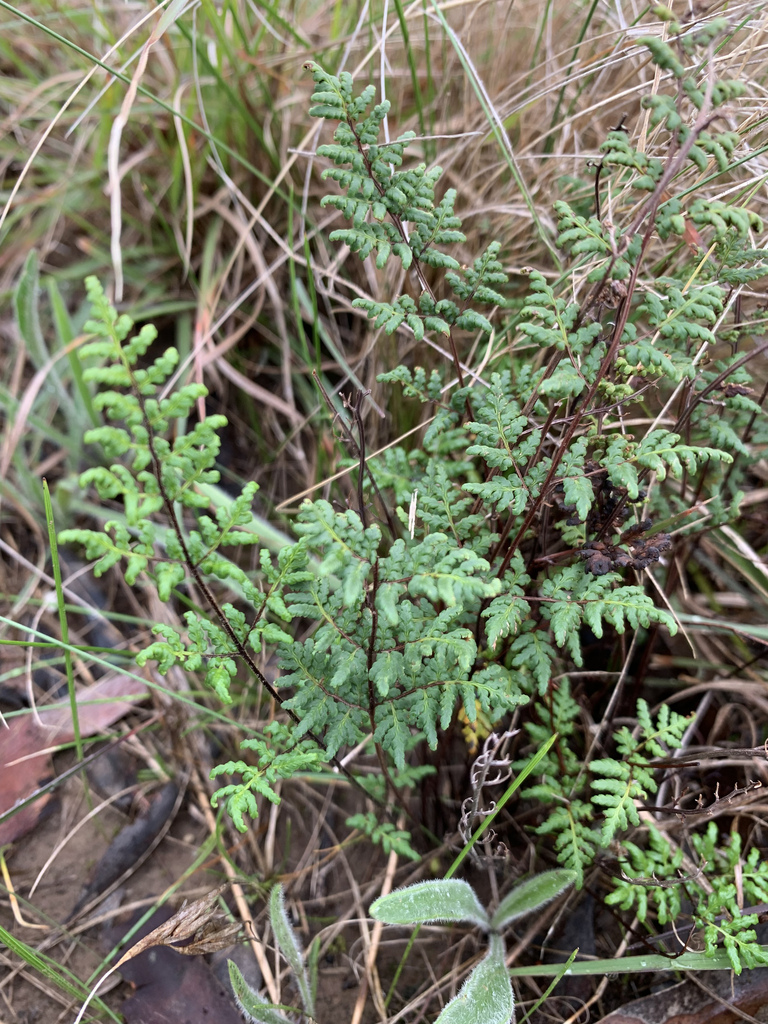 Poison Rock Fern from Truganina Cemetery, Truganina, VIC, AU on June 26 ...