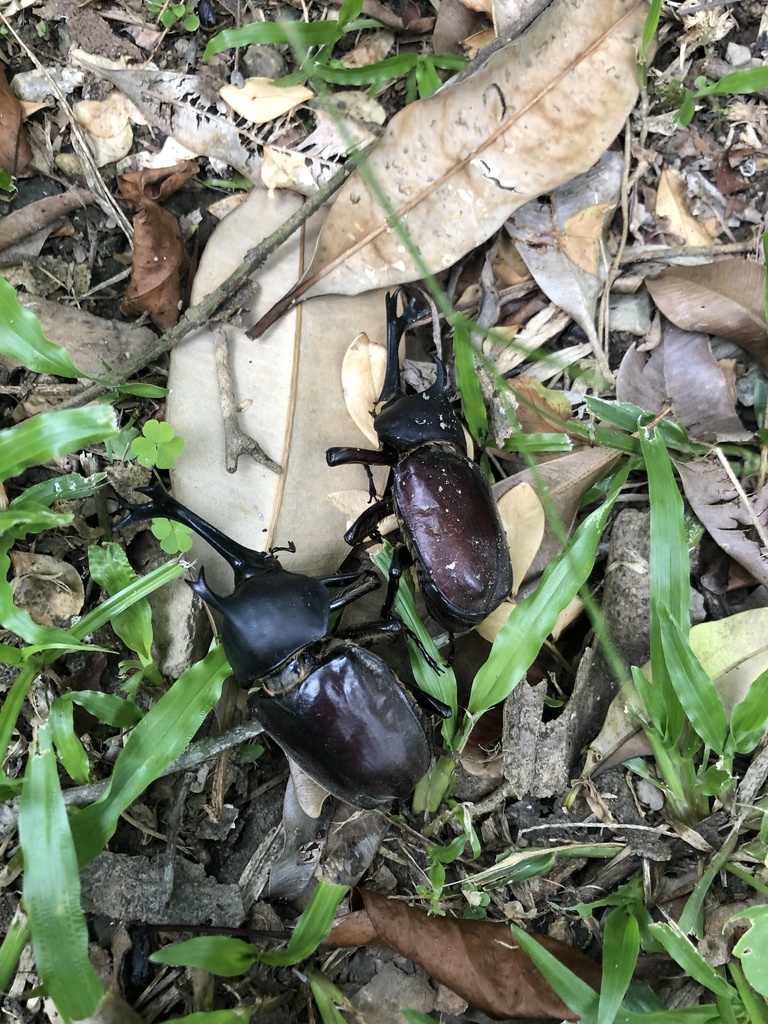 Trypoxylus dichotomus tsunobosonis from 茂林國家風景區, 三地門鄉, TW on June 26 ...