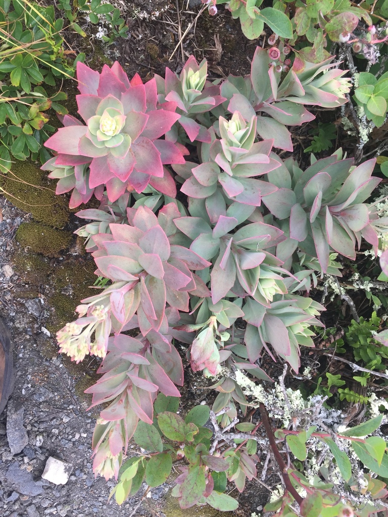 Allegheny stonecrop from 28694, West Jefferson, NC, US on July 06, 2018 ...