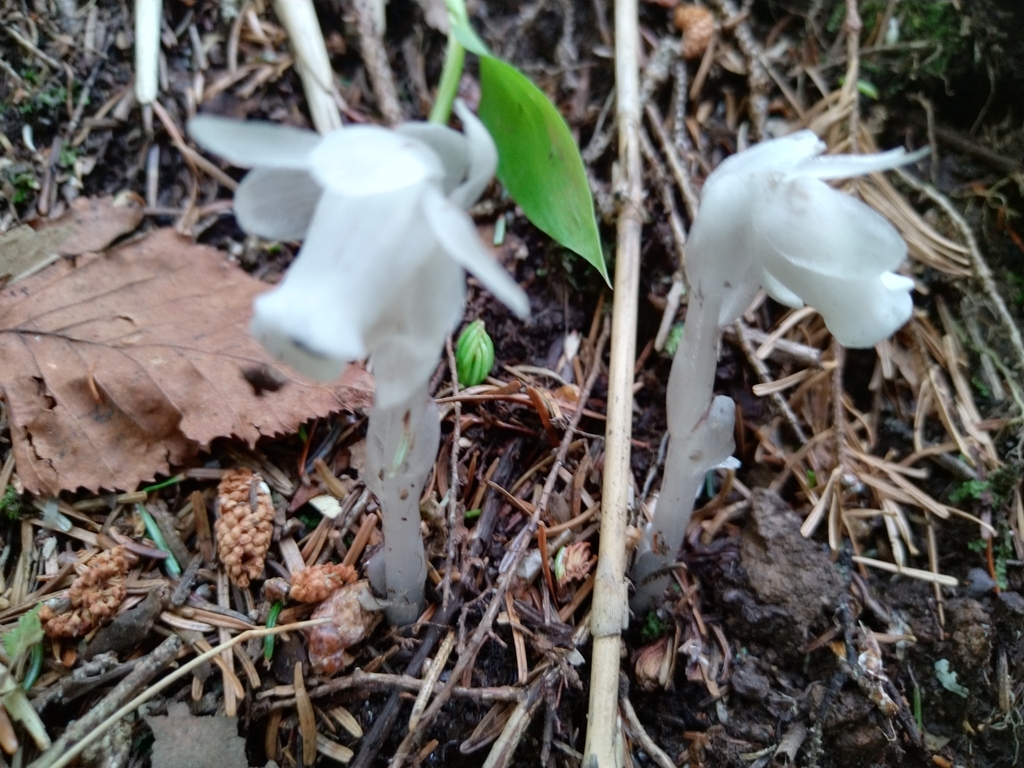 Monotropastrum humile from Kuril'skiy rayon, RU-SL, RU on June 26, 2022 ...