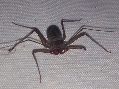 Tendarapo sonorense (Paraphrynus mexicanus)