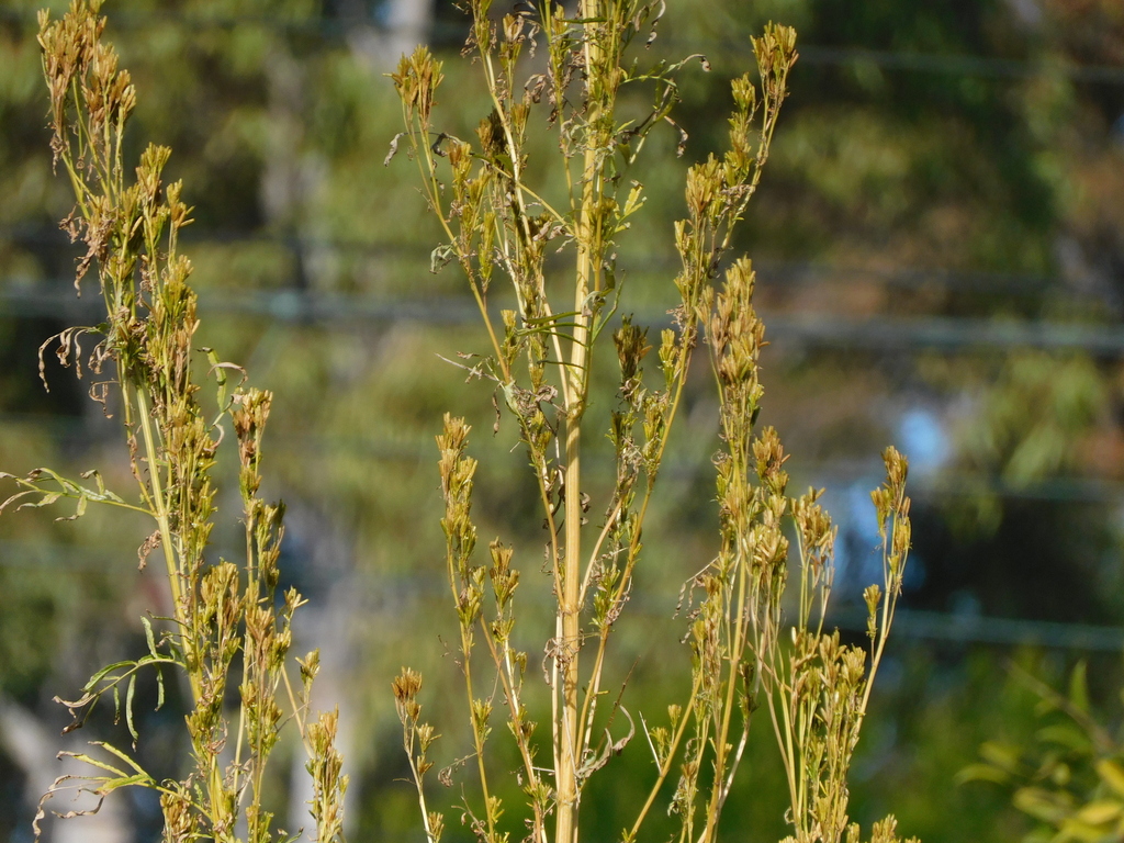 wild marigold from Sydney NSW, Australia on June 19, 2022 at 12:07 PM ...