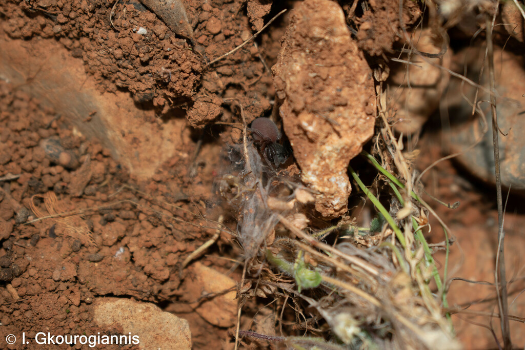 Common Palp-footed Spiders from Peristeri, Greece on April 30, 2022 at ...
