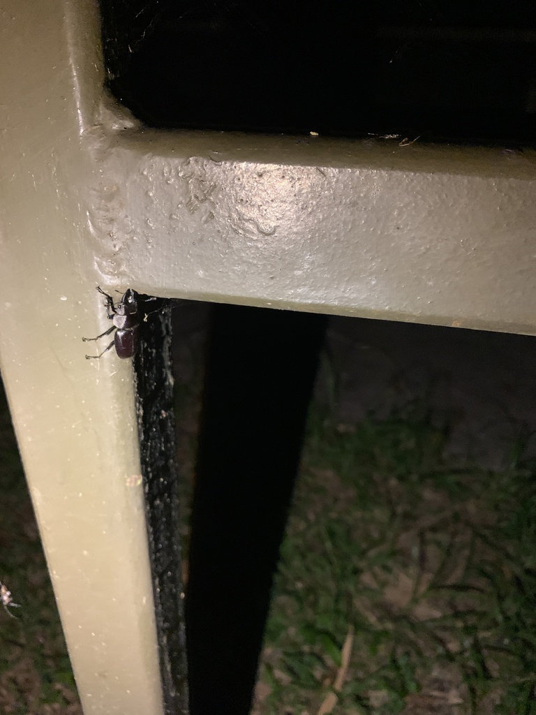 Neolucanus sinicus championi from 西貢, 新界, HK on June 26, 2022 at 08:53 ...