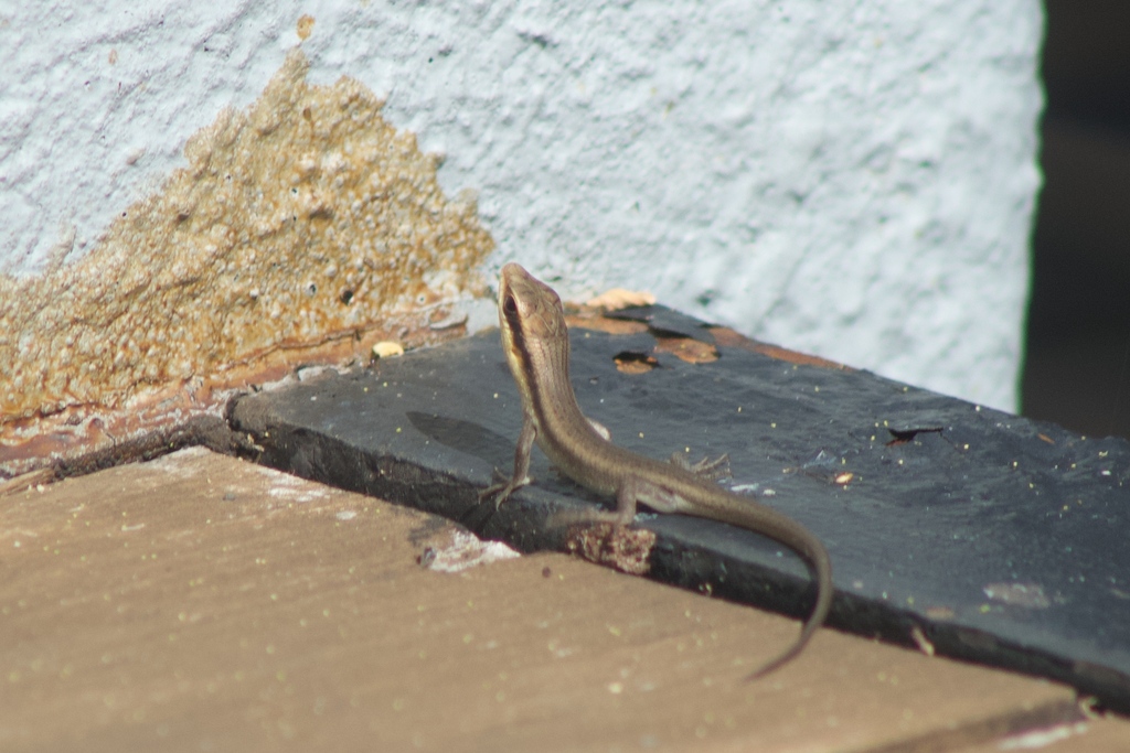 Kalahari Tree Skink from Zambezi Region, Namibia on April 08, 2022 at ...
