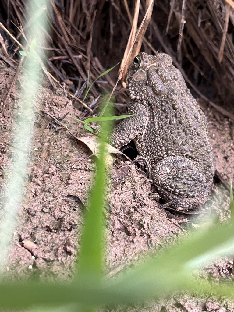 Woodhouse's Toad from Rio Grande, Albuquerque, NM, US on June 22, 2022 ...