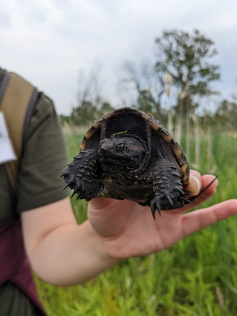 Common Snapping Turtle from Blenheim, ON N0P 1A0, Canada on June 26 ...