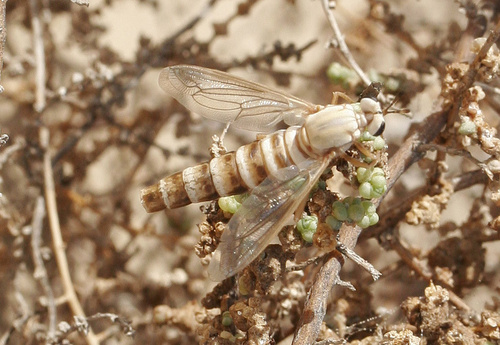 Eremomidas arabicus · iNaturalist