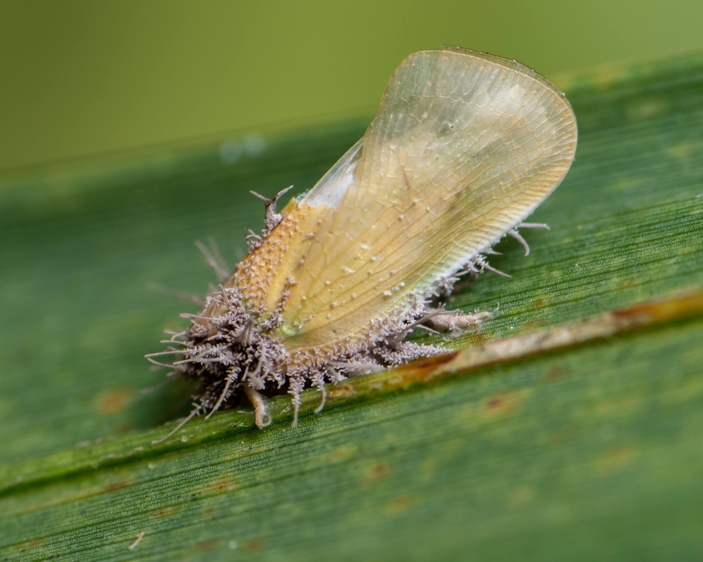 Hirsutella citriformis from Quail Heights, FL 33177, USA on June 25 ...