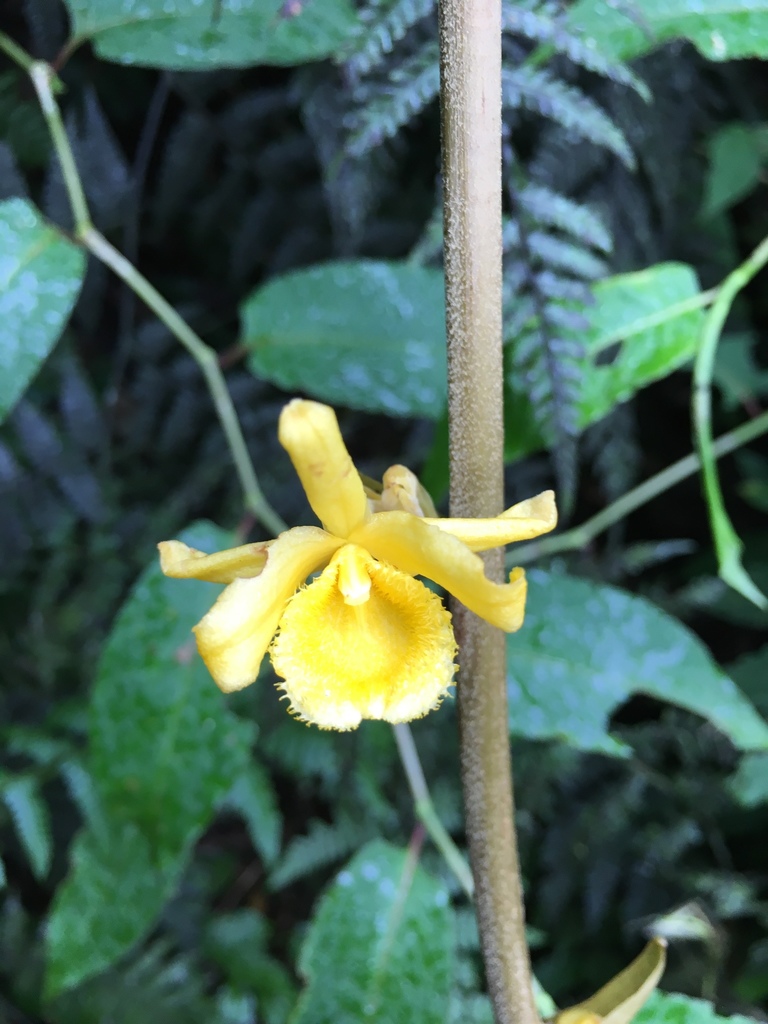 Galeola falconeri from 西林林道, 萬榮鄉, 台灣, TW on May 16, 2018 at 07:53 AM by ...