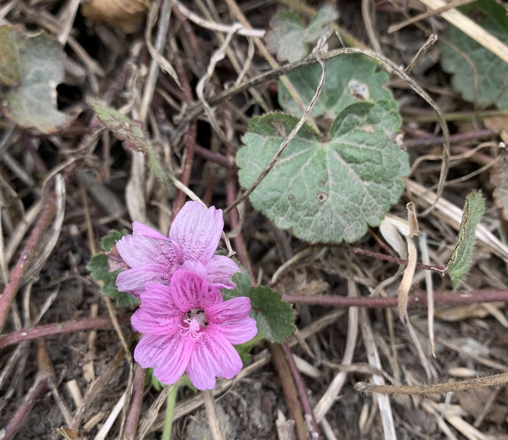 Dwarf Checkermallow from Point Reyes National Seashore, Inverness, CA ...