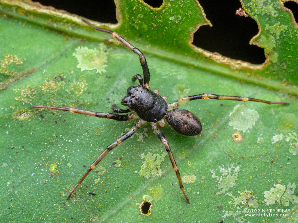 Ground and Ant-mimic Sac Spiders from Waita Lodge, Puerto Montúfar ...