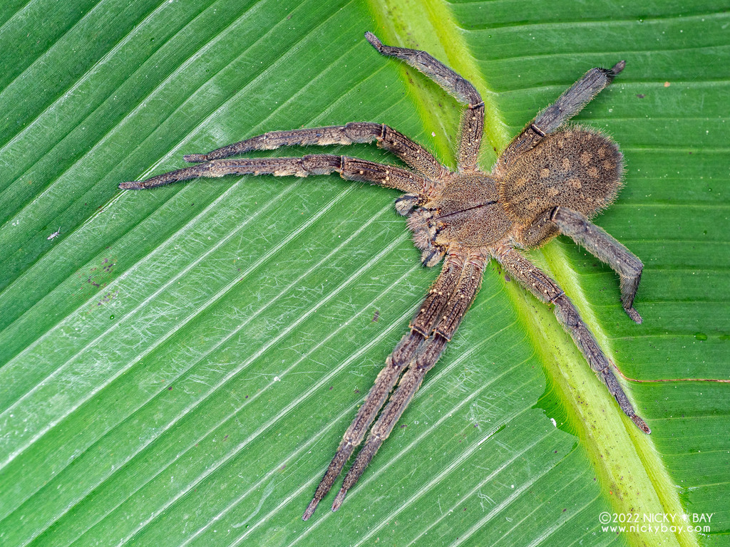 Brazilian Wandering Spider from Waita Lodge, Puerto Montúfar, Ecuador on June 07, 2022 at 11:31 ...