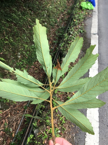 Subspecies Meliosma simplicifolia rigida · iNaturalist