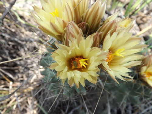 Coryphantha clavata · iNaturalist