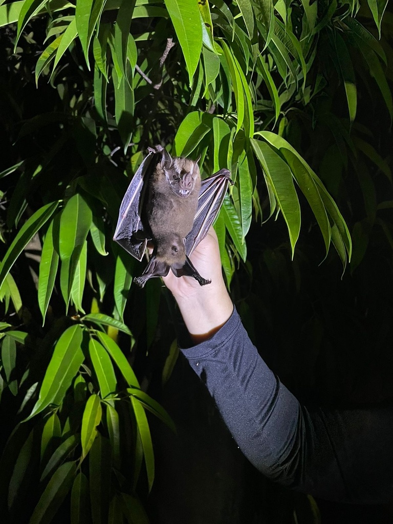 Great Fruit-eating Bat from QS 7, Brasília, DF, BR on May 28, 2022 at ...