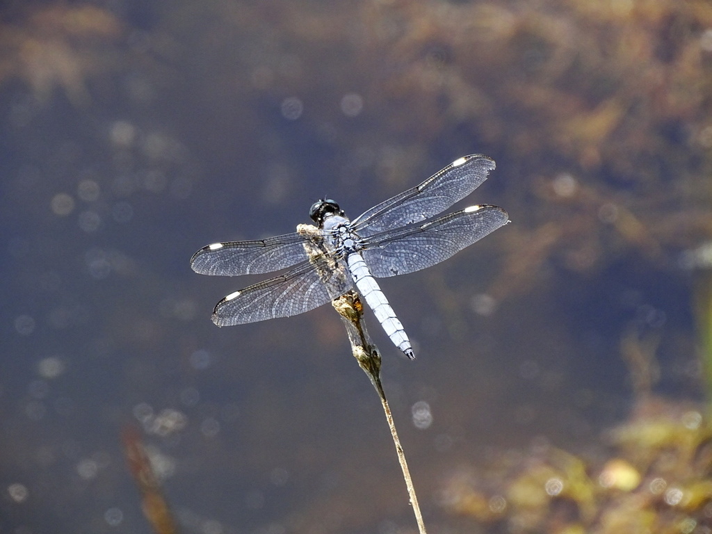 Spangled Skimmer from Shawangunk Grasslands National Wildlife Refuge ...