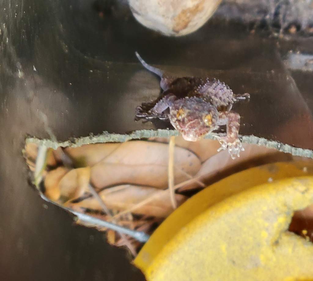 Typical Geckos from Charleston, SC 29407, USA on June 26, 2022 at 12:41 ...