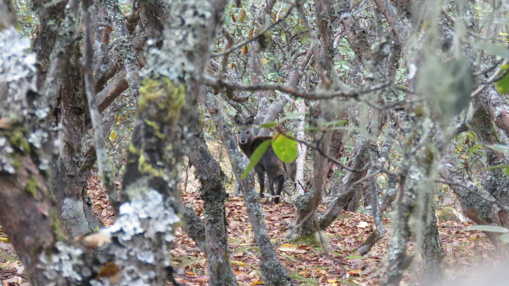 Alpine Musk Deer in October 2015 by Hari Basnet · iNaturalist