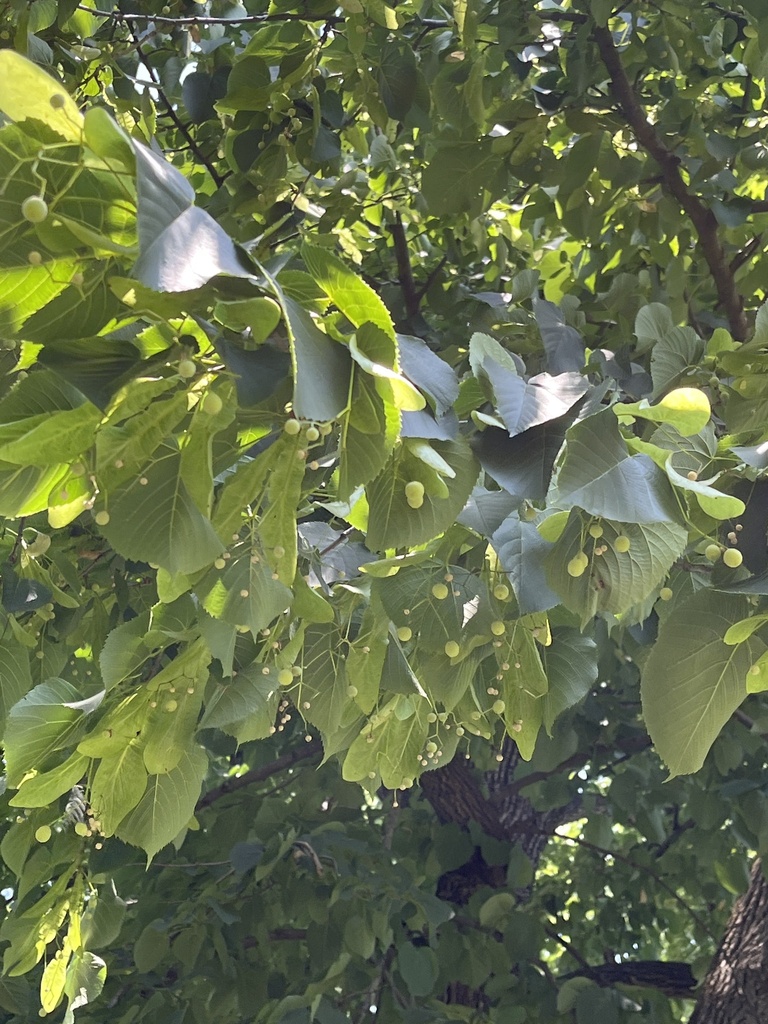 basswood from Byrd Park, Richmond, VA, US on June 26, 2022 at 01:36 PM ...