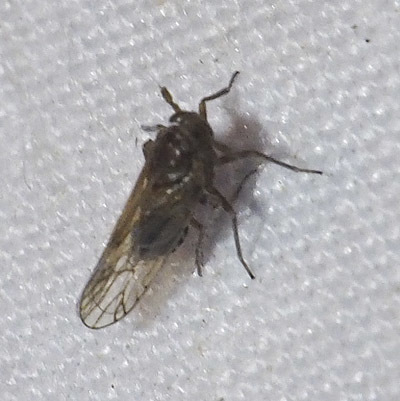 Euides weedi · iNaturalist