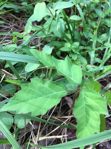 Observations by jonth · iNaturalist