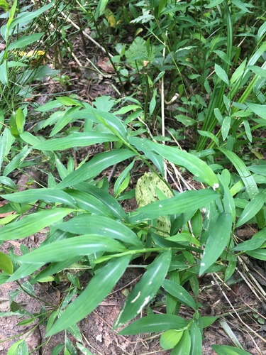 Observations by jonth · iNaturalist