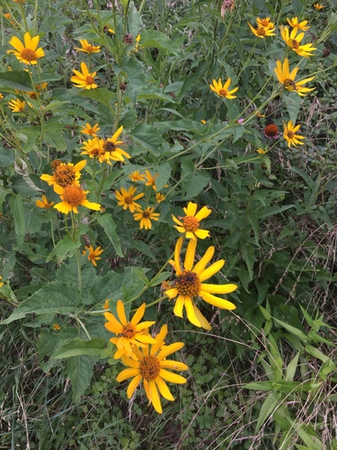 Observations by jonth · iNaturalist