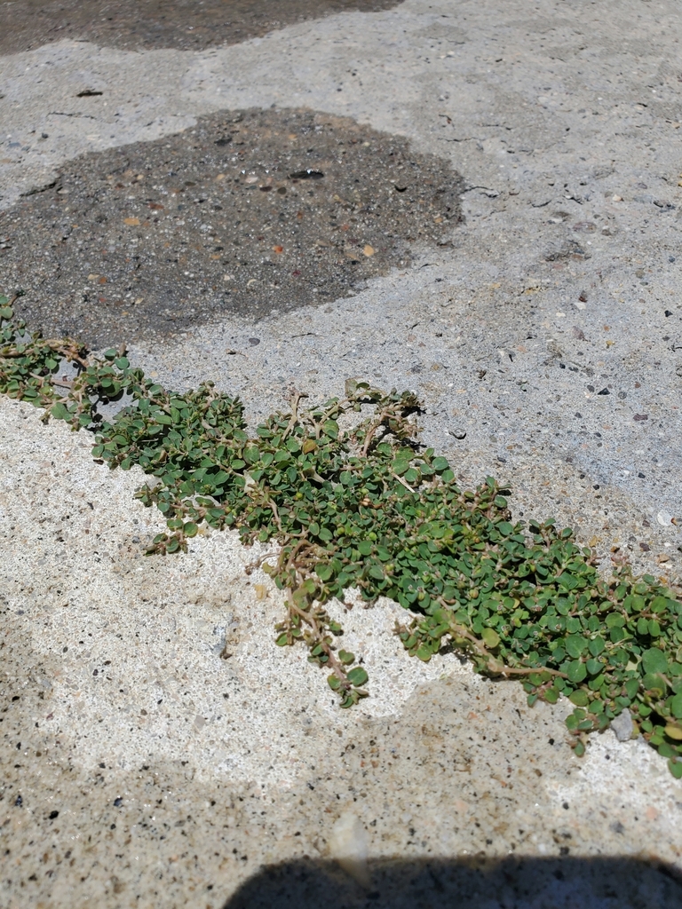 Matted Sandmat from Lompoc, CA, USA on June 26, 2022 at 01:03 PM by ...