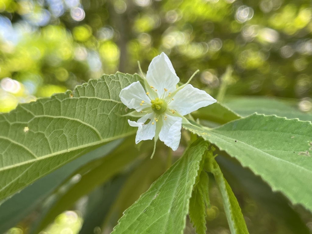 calabur tree from Puerto Rico, Rincón, Puerto Rico, US on June 25, 2022 ...