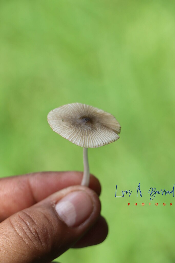 Bolbitius aleuriatus from Jilotepec, Ver., México on June 26, 2022 at ...