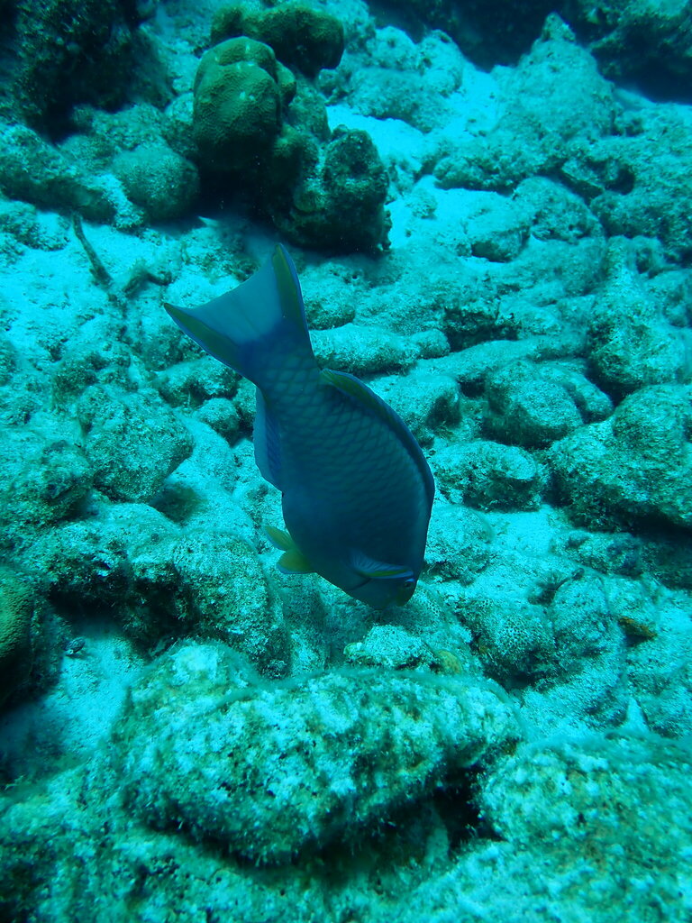 Queen Parrotfish from Bonaire, Caribbean Netherlands on June 25, 2022 ...