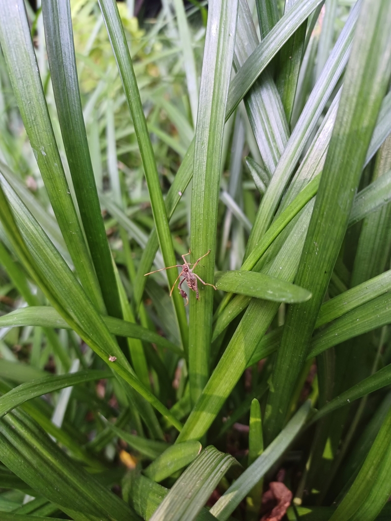 Leaf-footed Bugs from North Highland, Arlington, VA, USA on June 19 ...