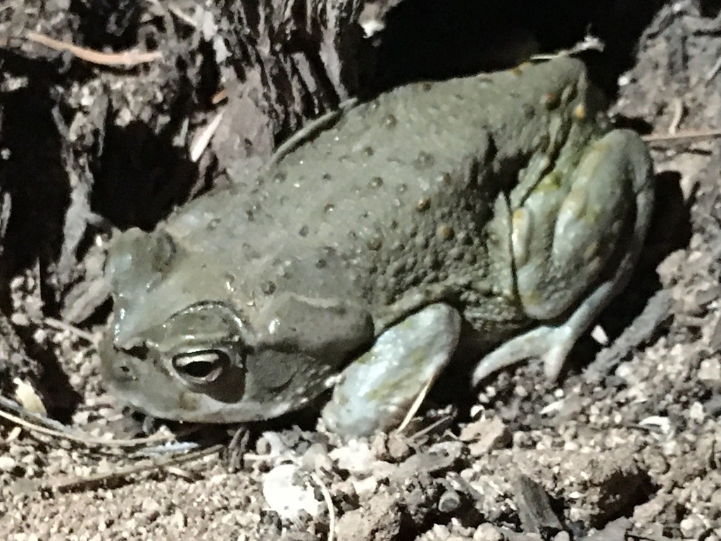 Colorado River Toad in June 2022 by Paul Maier · iNaturalist