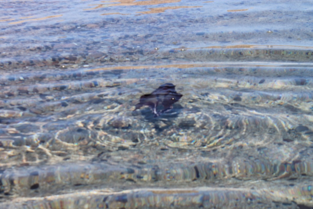 Indo-Pacific Violet Blanket Octopus from Océano Pacífico, , BCS, MX on ...