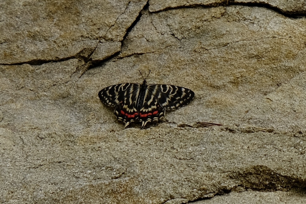 Dragon Swallowtail from Yanqing, Beijing, CN on June 16, 2022 at 10:03 ...