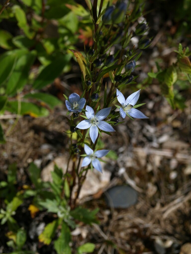 Marsh Felwort from Healy, AK, USA on August 08, 2012 at 02:23 PM by ...