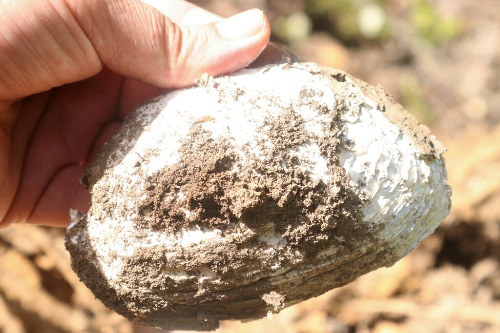 Mucket from Clarion County, PA, USA on June 23, 2022 at 04:11 PM by ...