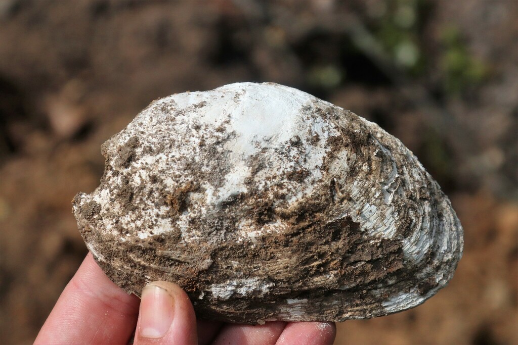 Mucket from Clarion County, PA, USA on June 23, 2022 at 04:13 PM by ...