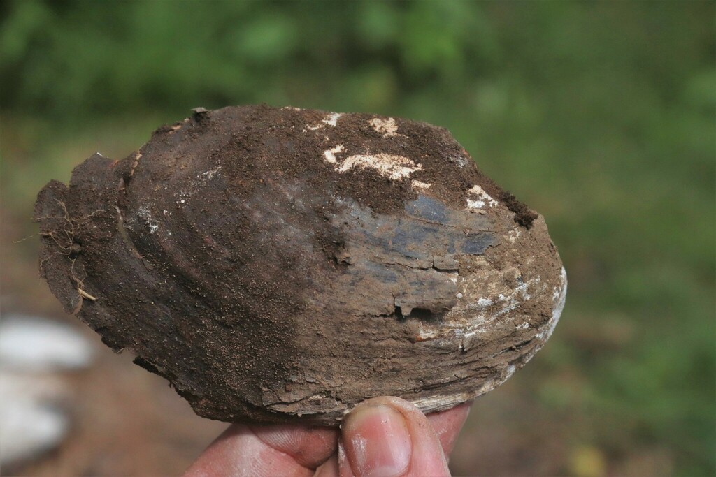 Mucket from Clarion County, PA, USA on June 23, 2022 at 04:14 PM by ...