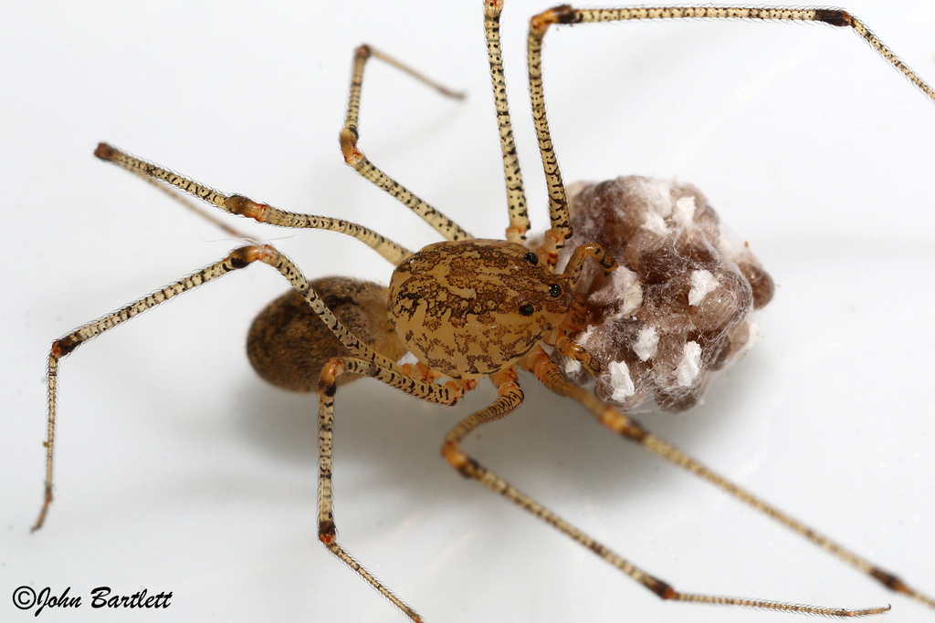 Scytodes atlacoya in June 2022 by backyardmacrophotos · iNaturalist