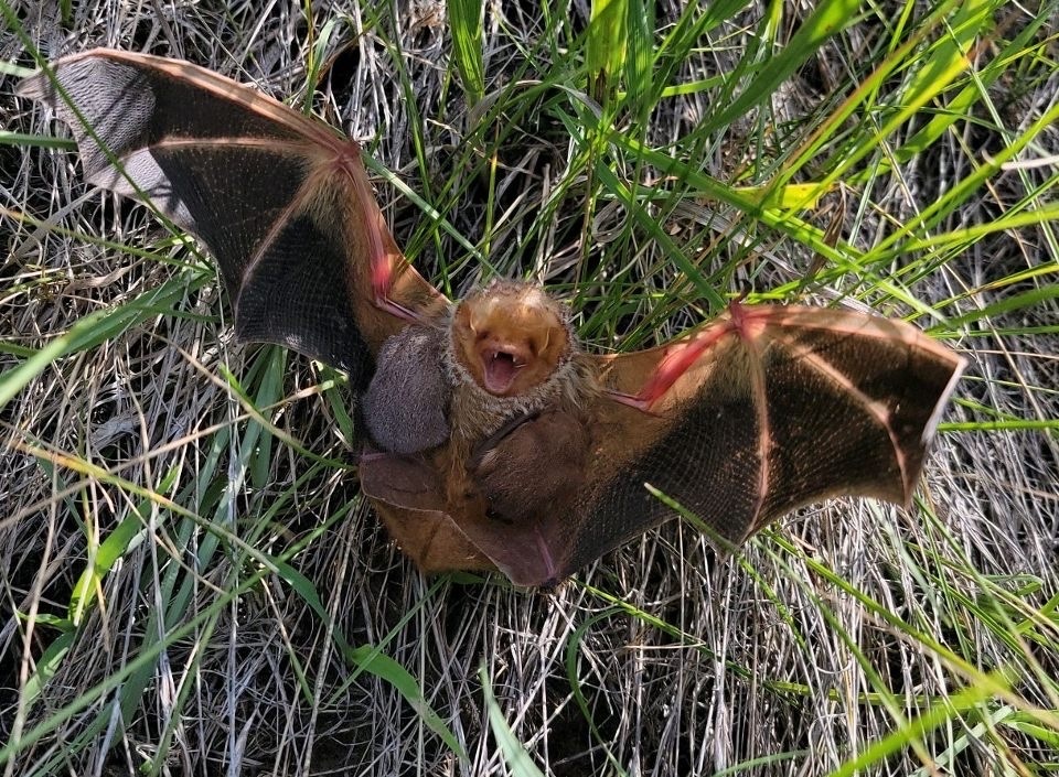 Eastern Red Bat from Little Pond Cir, Wamego, KS, US on June 26, 2022 ...