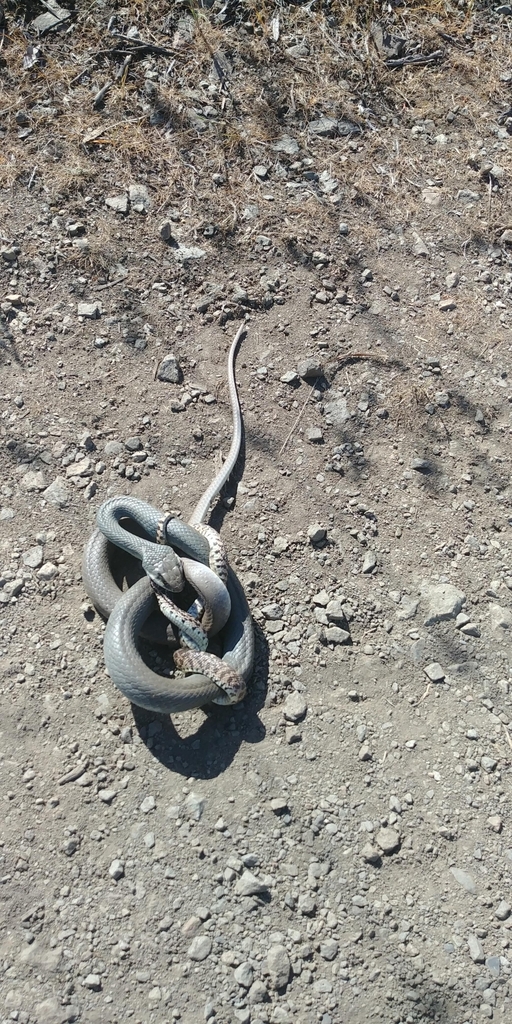 Western Yellow-bellied Racer in May 2021 by zeropointgray. With Gopher ...