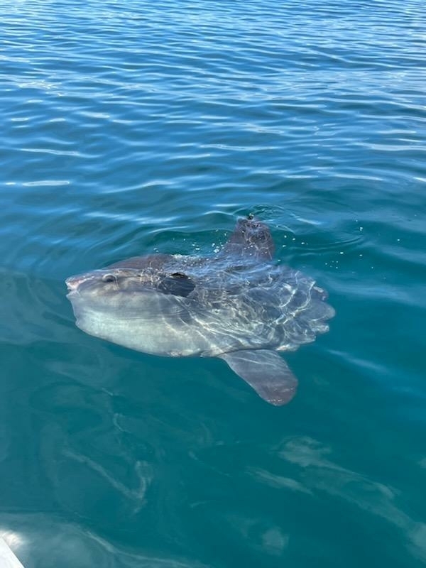 Common Mola from United States on June 26, 2022 at 08:20 PM by Luke ...