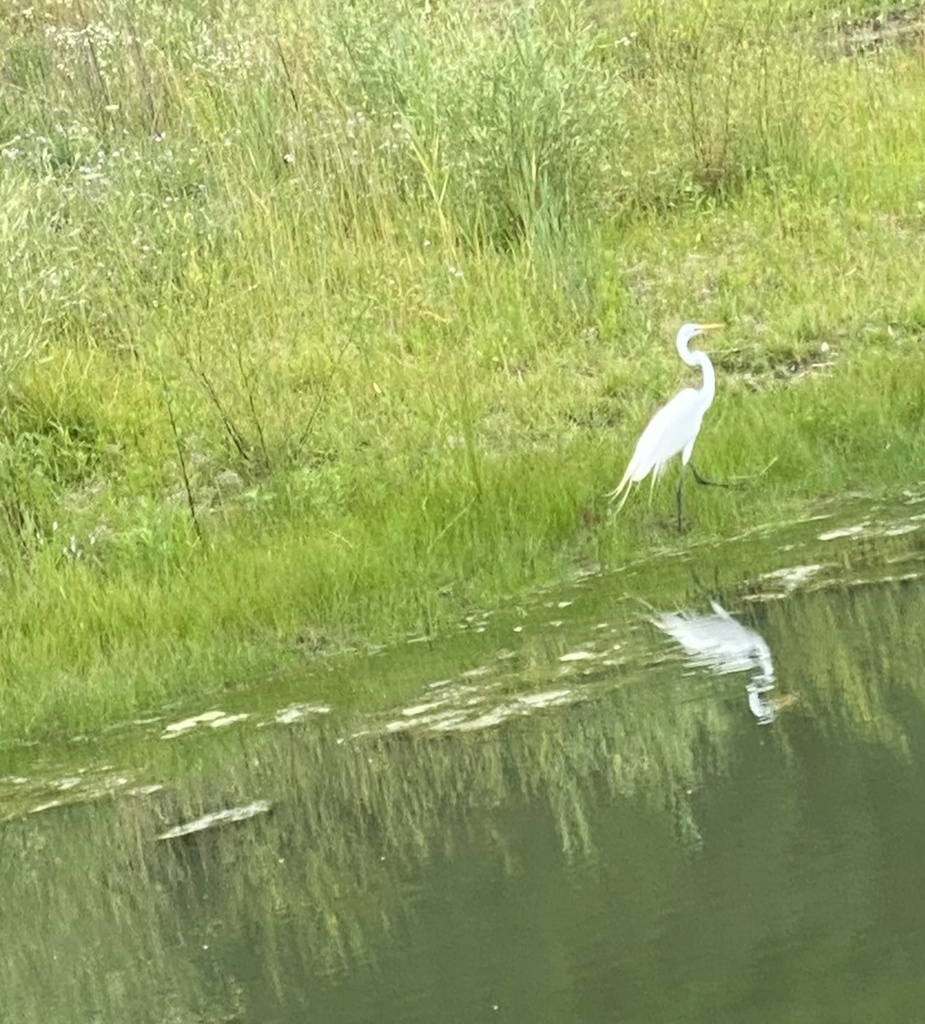 Great Egret from Quarry Trails, Columbus, OH, US on June 26, 2022 at 01 ...