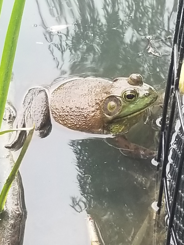 American Bullfrog in June 2022 by Irene Hopping · iNaturalist