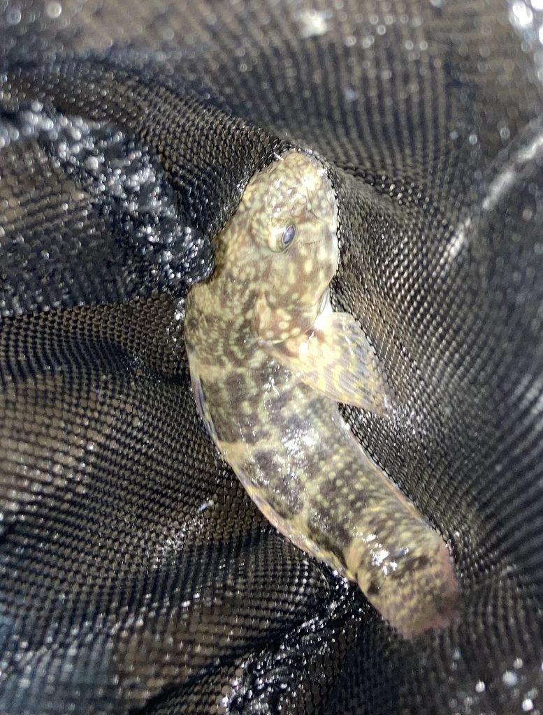 Frillfin Goby from Mustang Island, Port Aransas, TX, US on June 26 ...