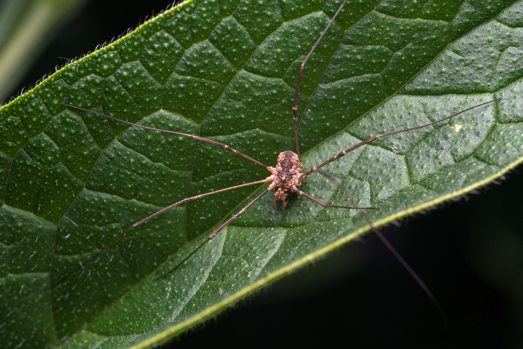 European Harvestman from Outerbridge Park on June 26, 2022 at 05:37 PM ...